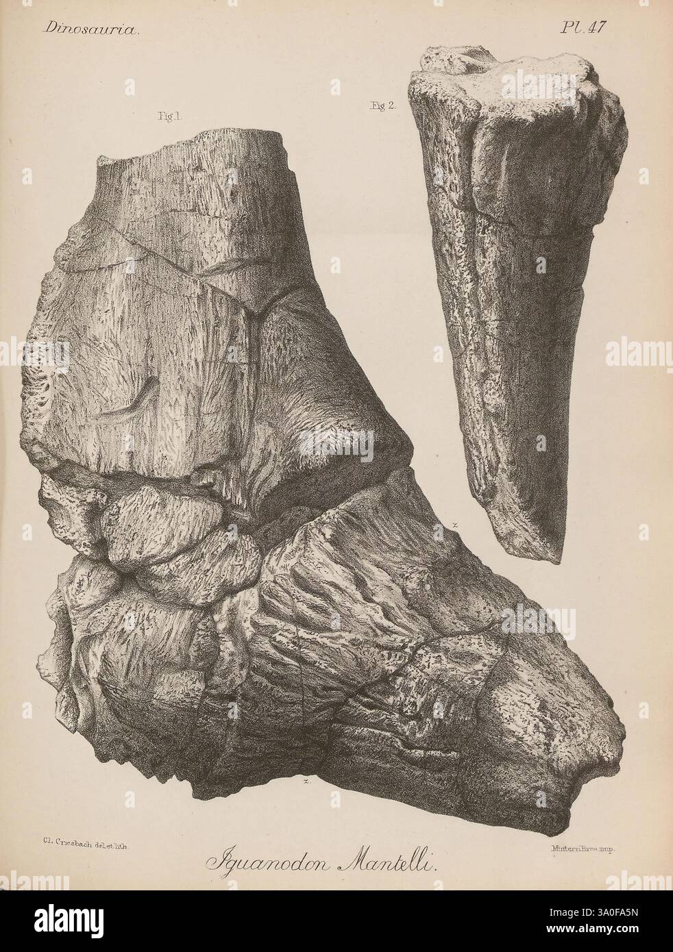 Illustration features detailed renderings of fossilized dinosaur hi-res ...