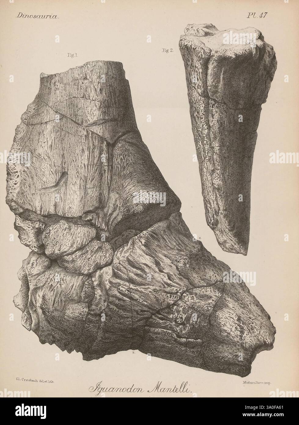Anatomical drawings of dinosaur fossils hi-res stock photography and ...