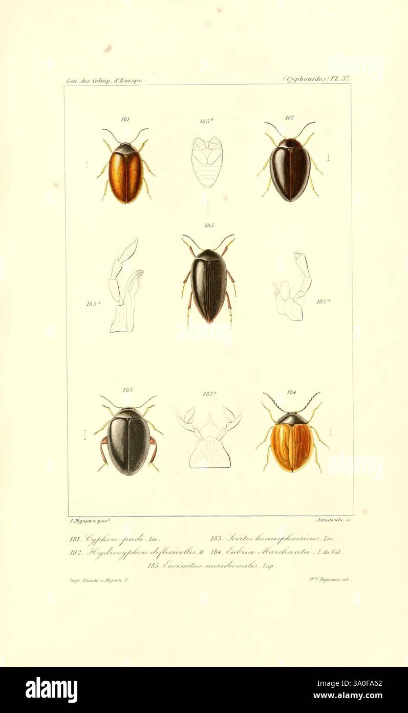 Series of detailed entomological drawings of various beetle spec hi-res ...