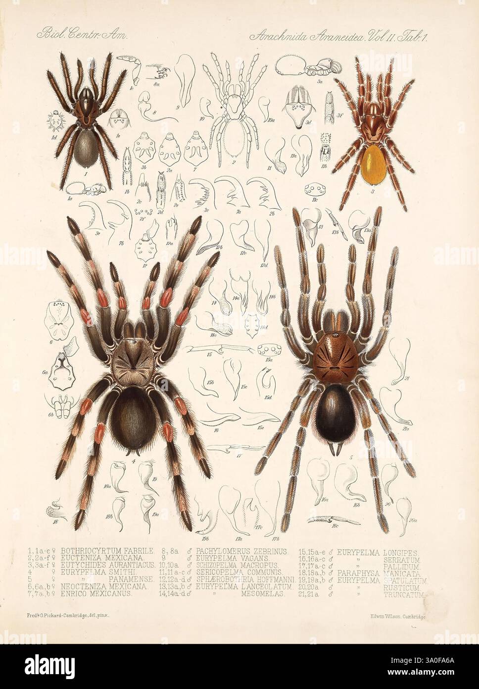 Several species of spiders hi-res stock photography and images - Alamy