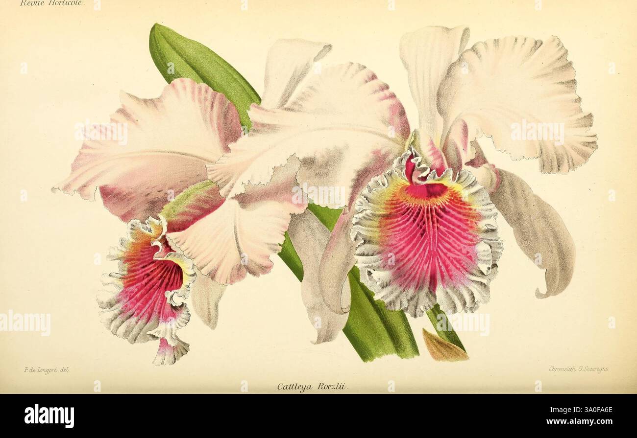 Frilled petals in soft shades of pink hi-res stock photography and ...