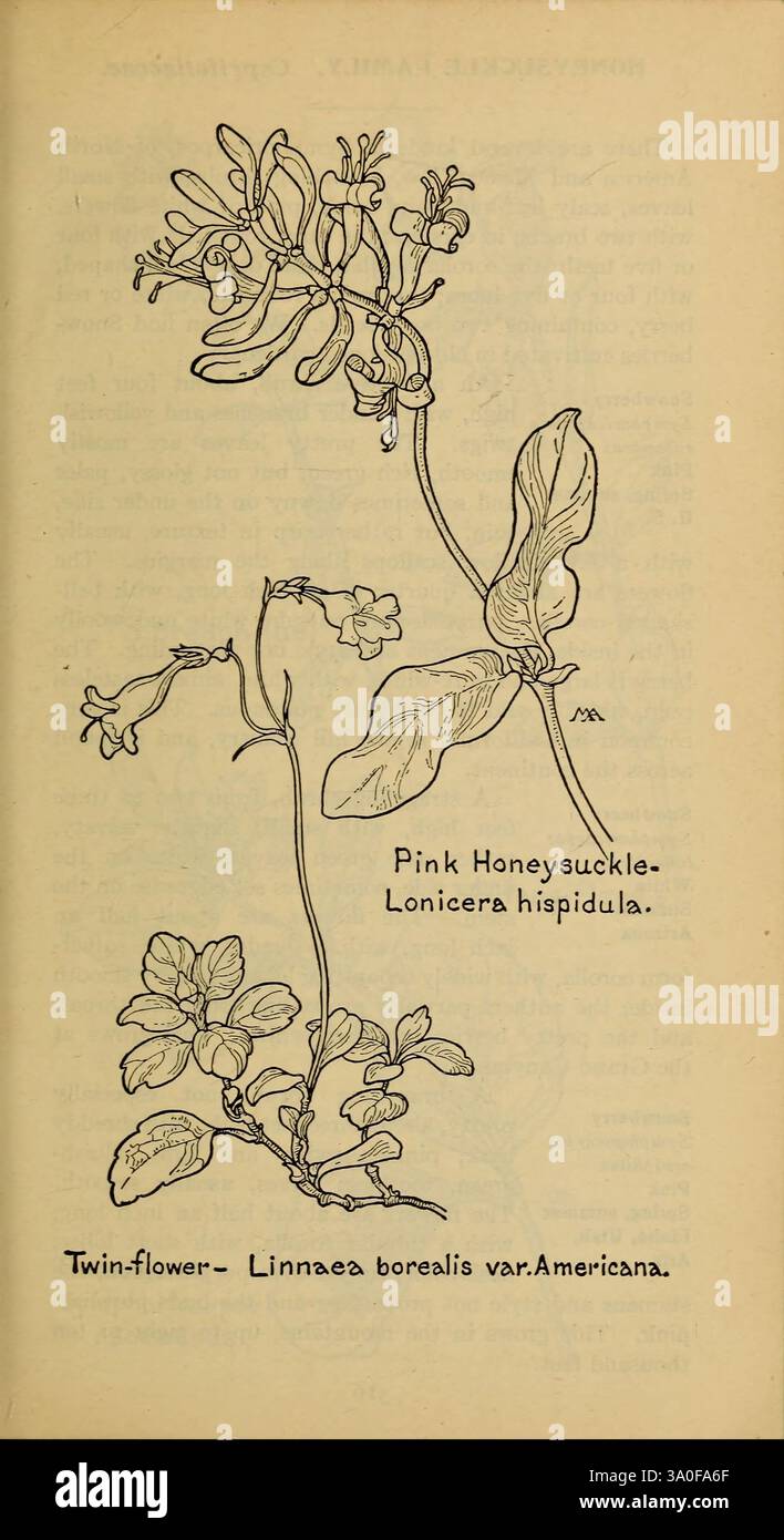 Field book of western wild flowers New York Putnam 1915 Identification ...