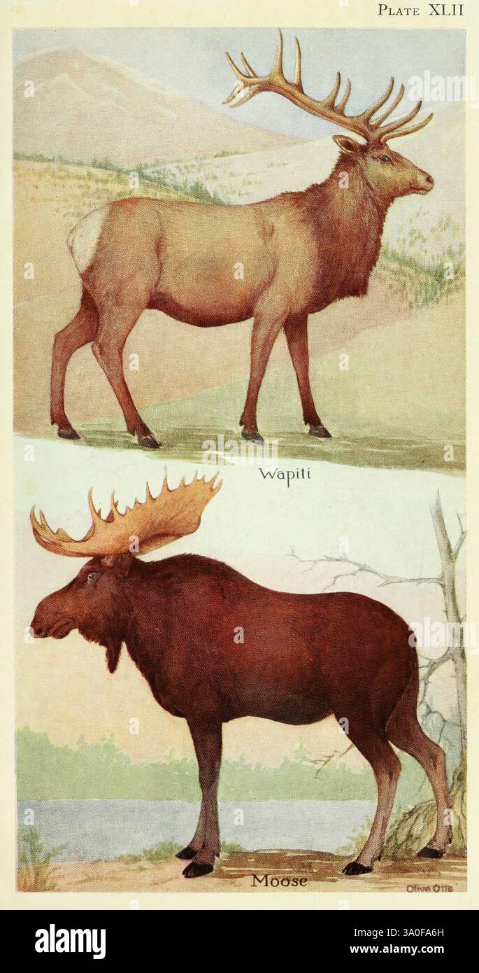 Field book of North American mammals 1928, North America, Woods Hole, mammals, Alces alces ...