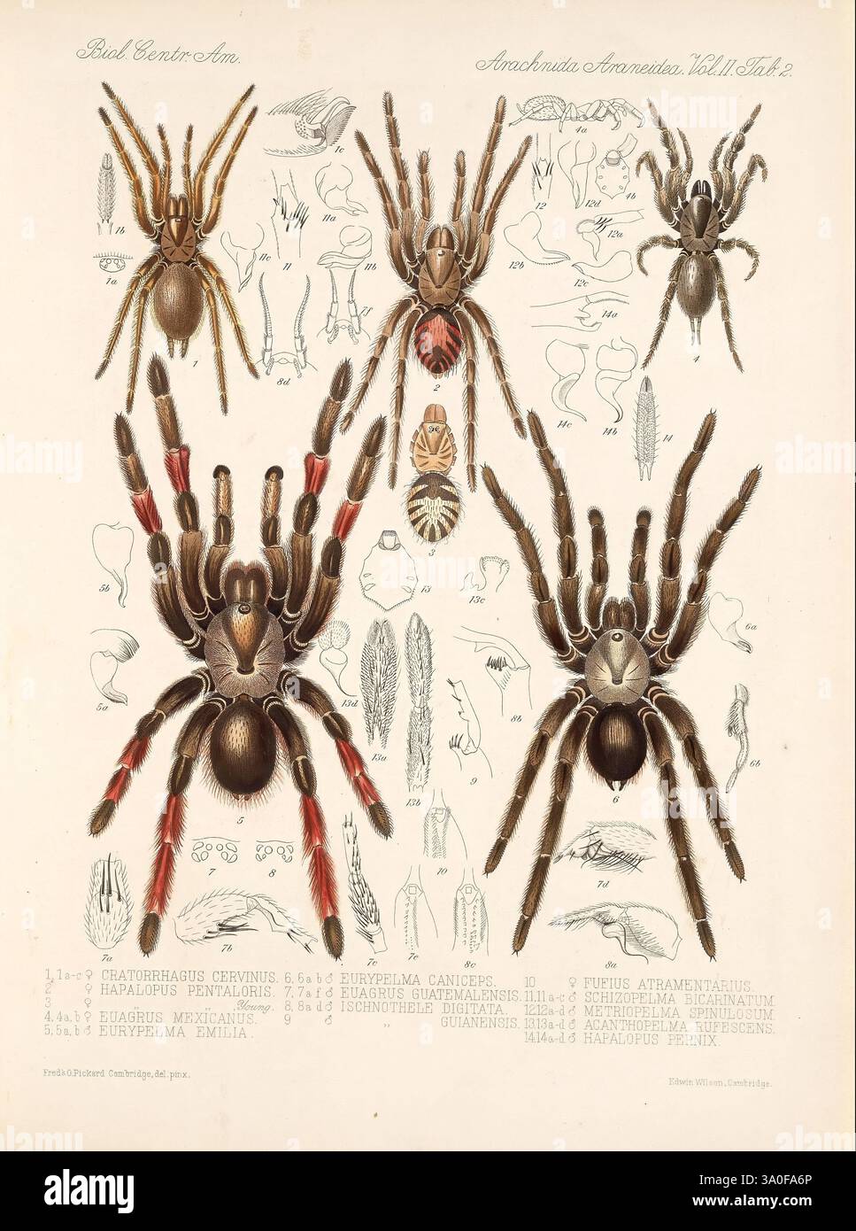 Layout combines aesthetic appeal hi-res stock photography and images ...