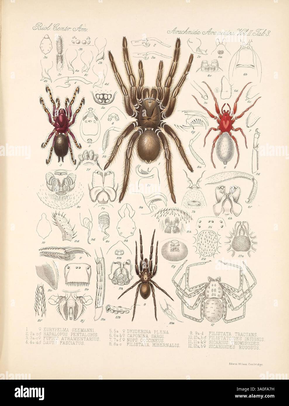 Smaller red spider hi-res stock photography and images - Alamy