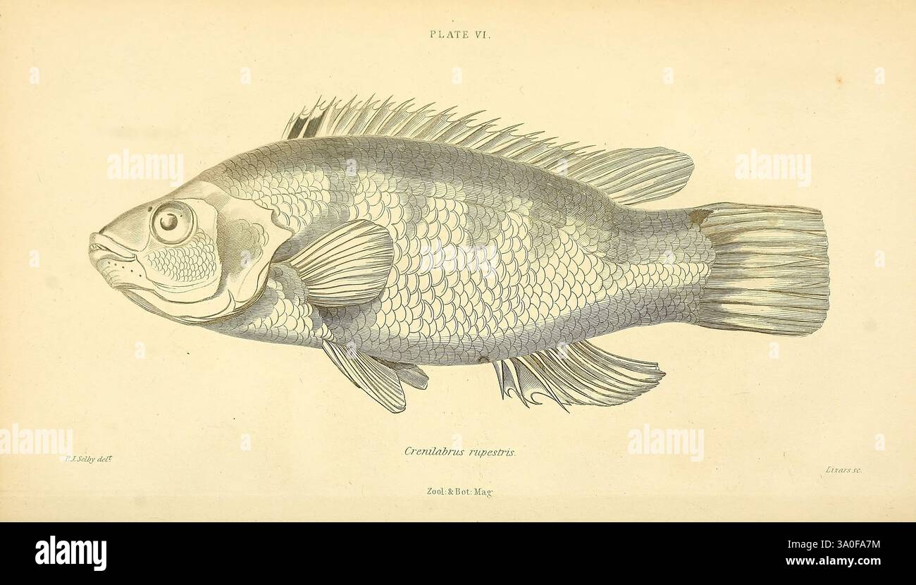 Magazine of Zoology and Botany Edinburgh, Dublin, Natural History ...