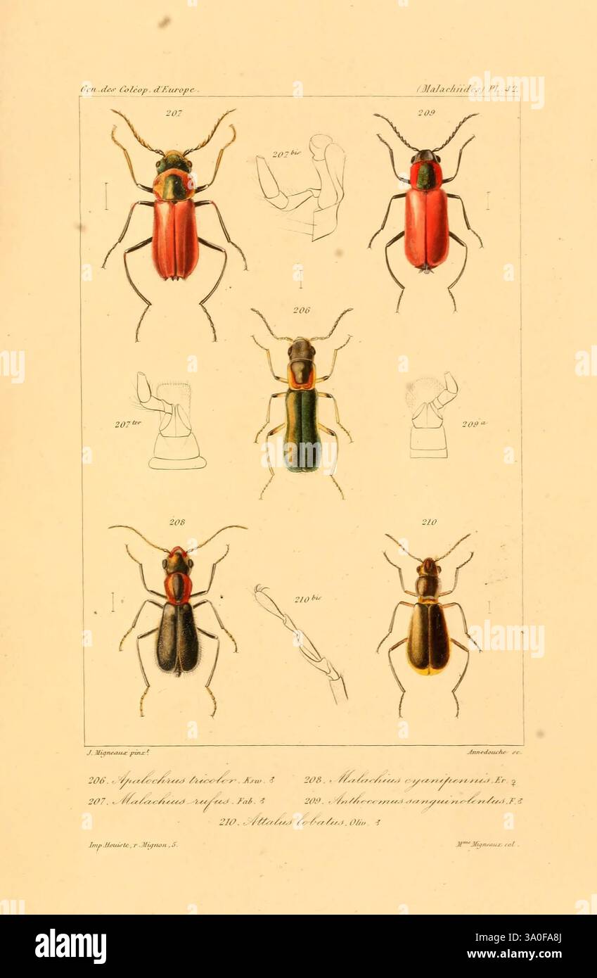 Illustration presents various beetle species hi-res stock photography ...