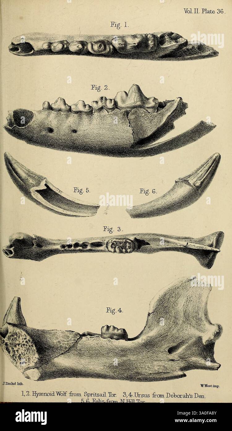 Palaeontological, Memoirs, And, Notes, Of, H. Falconer, With, A ...