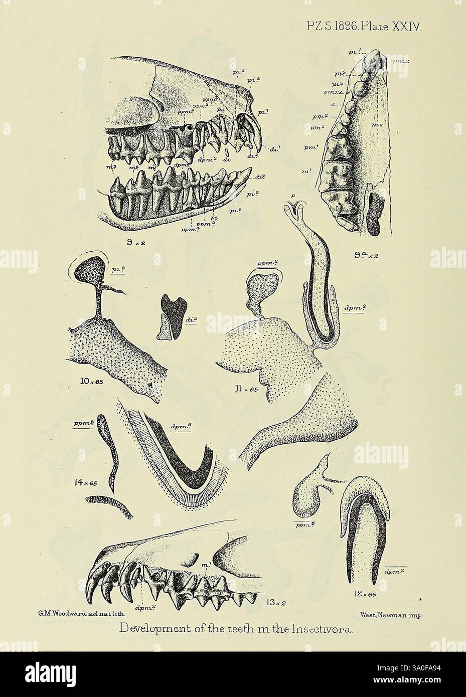 Featuring various anatomical diagrams hi-res stock photography and ...