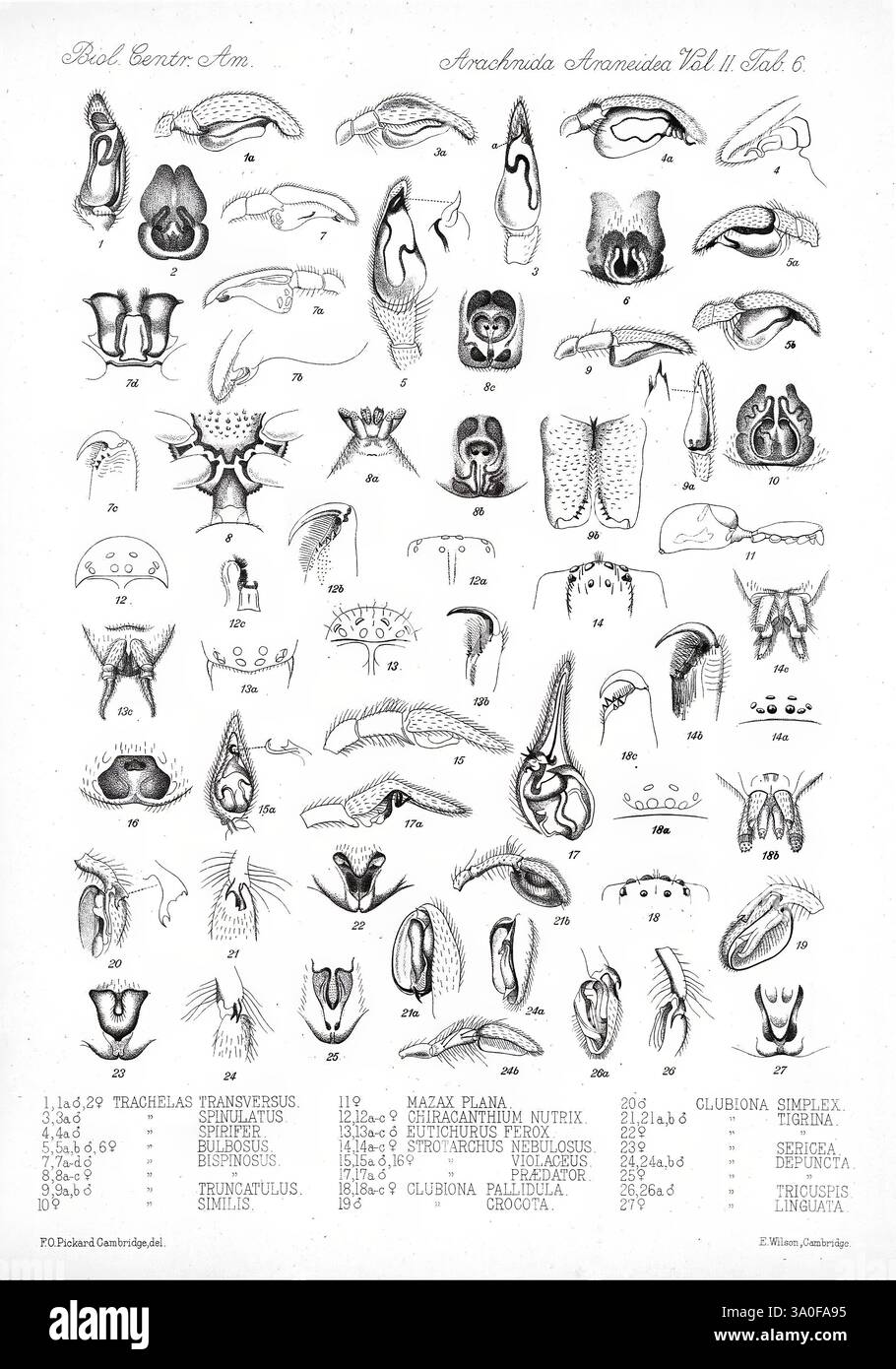 Diagrams of insect morphology hi-res stock photography and images - Alamy