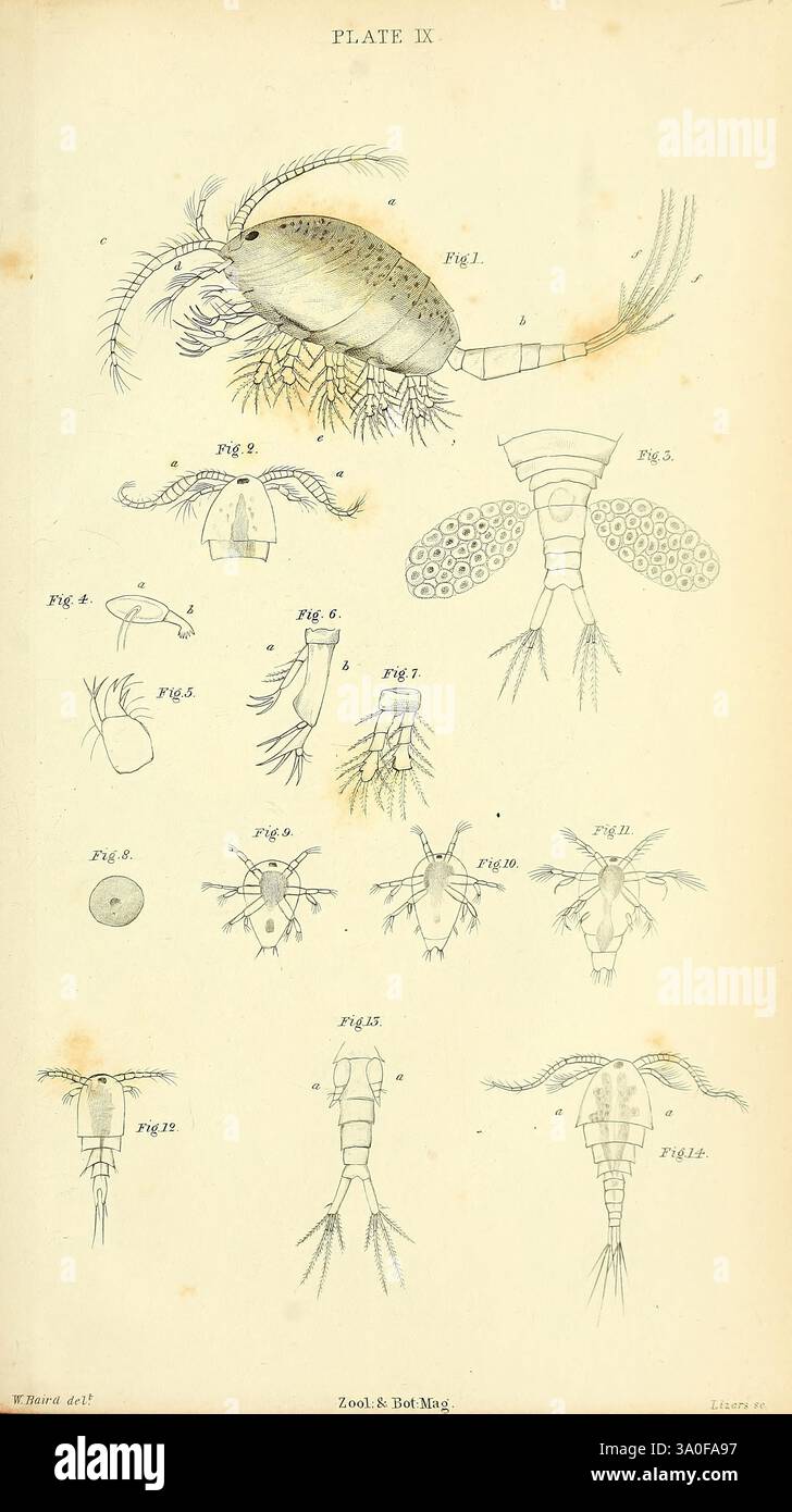 Magazine, of, zoology, and, botany, Edinburgh, Dublin, botany, natural ...