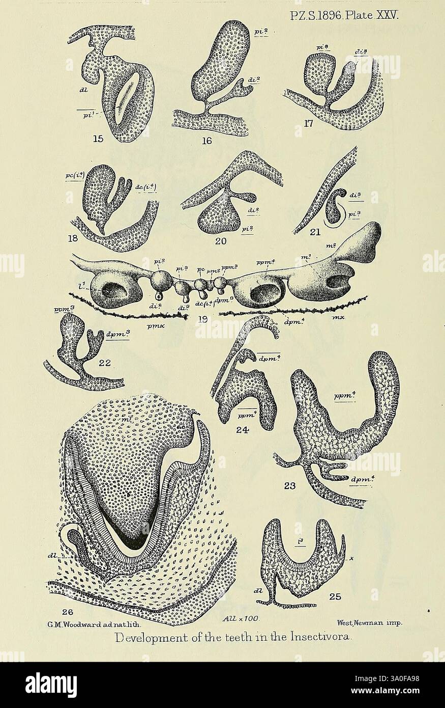 Anatomical representations of different tooth shapes hi-res stock ...