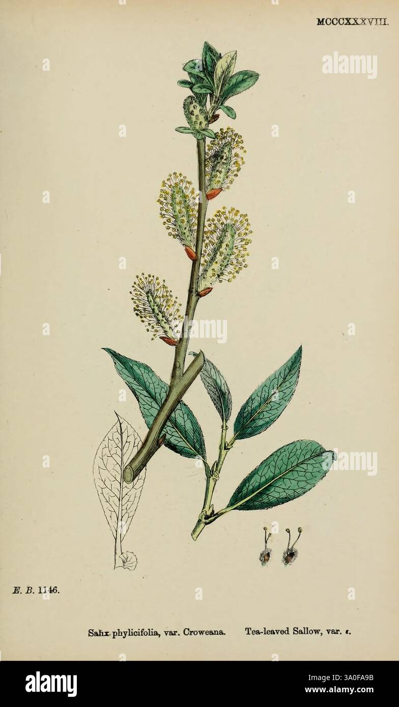 Salix phyllica hi-res stock photography and images - Alamy