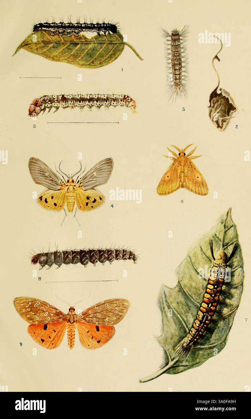 Indian insect life Calcutta Thacker Spink & Co. W. Thacker & Co. 2 ...