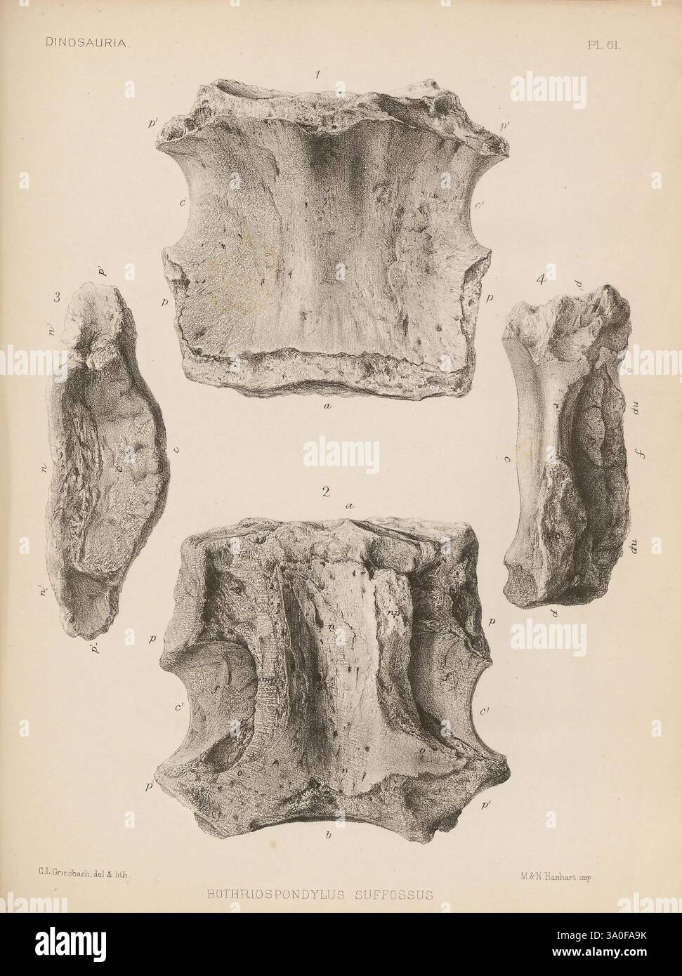 A history of British fossil reptiles, London, Cassell & company limited ...