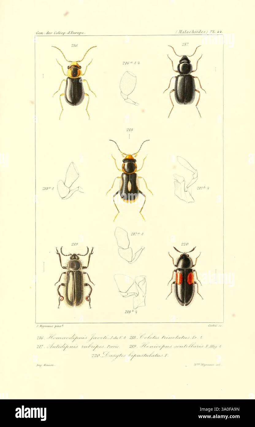 Series of beetle specimens hi-res stock photography and images - Alamy