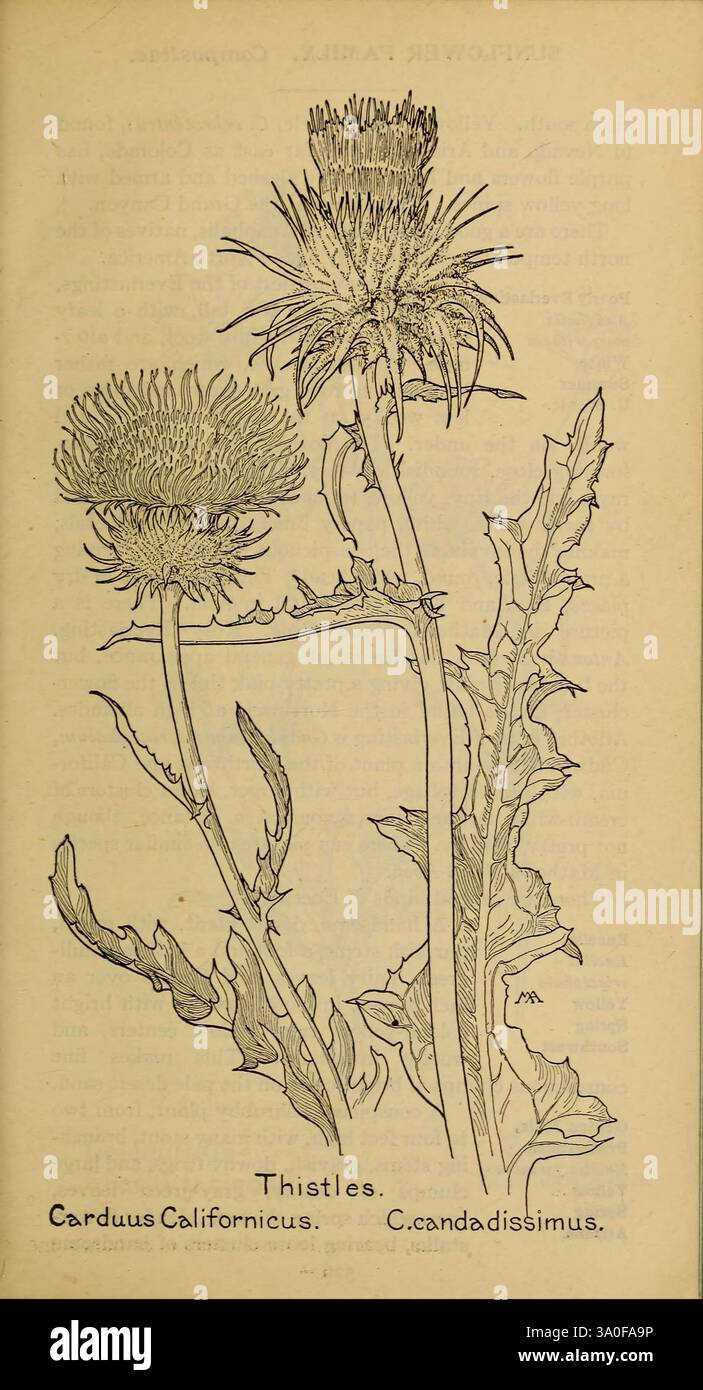 Larger thistle hi-res stock photography and images - Alamy