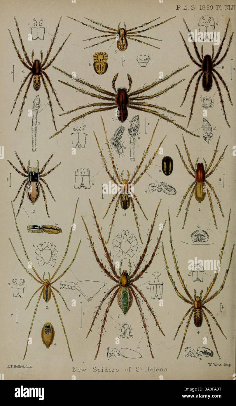 Detailed illustration features various species of spiders hi-res stock ...