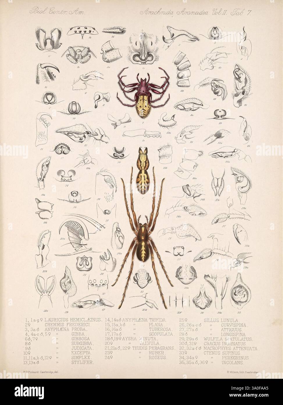Comprehensive overview of arachnid morphology hi-res stock photography ...