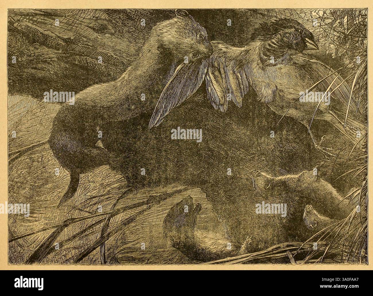 Group of common weasels hi-res stock photography and images - Alamy