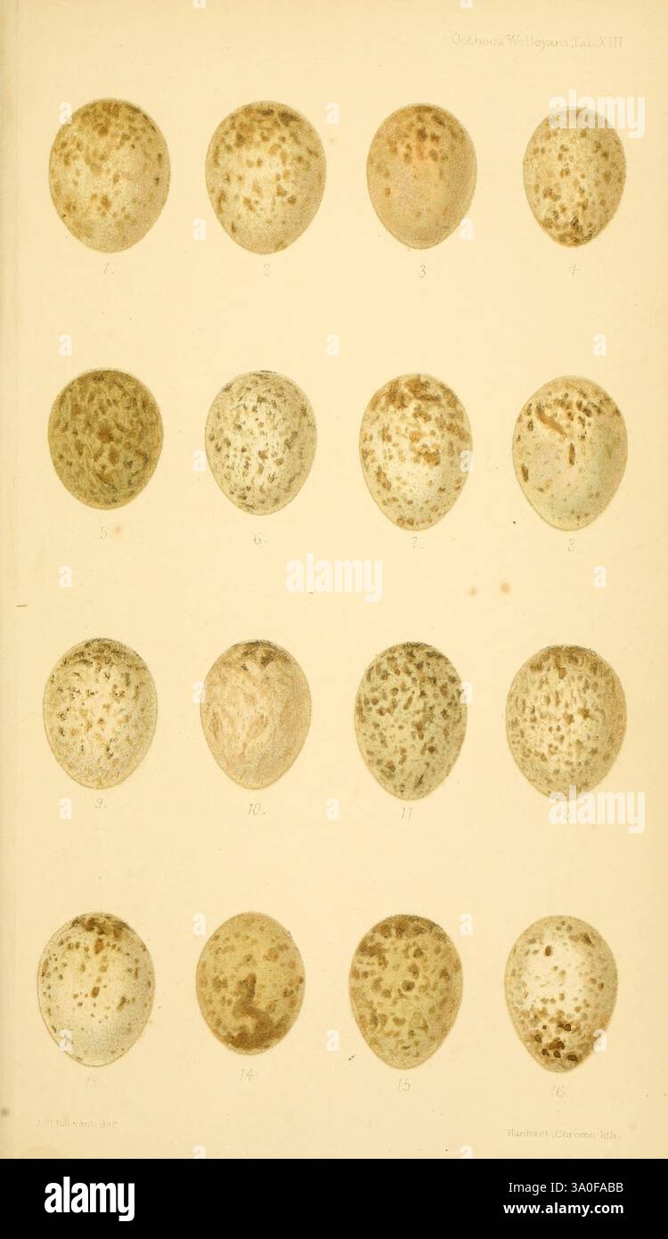 Diversity of egg appearances within hi-res stock photography and images ...