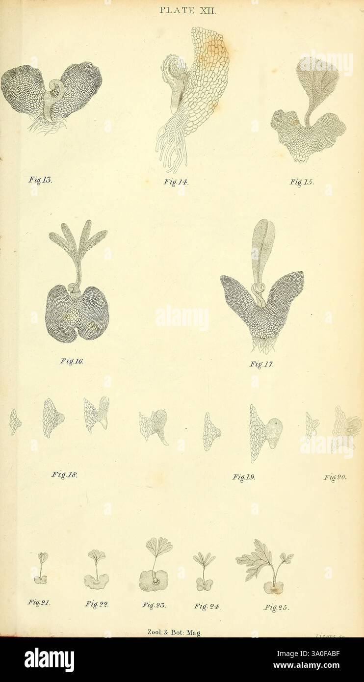 Diverse growth forms hi-res stock photography and images - Alamy