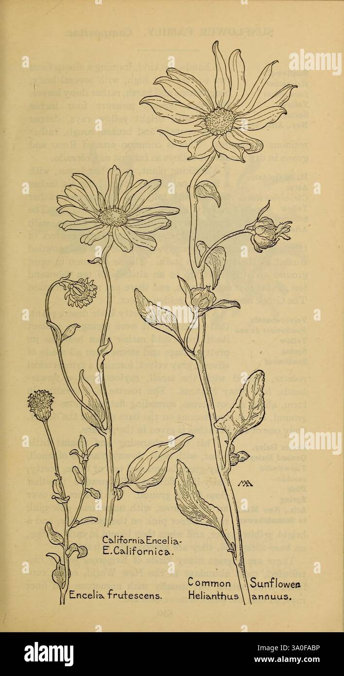 Helianthus annuus common sunflower women in science hi-res stock ...
