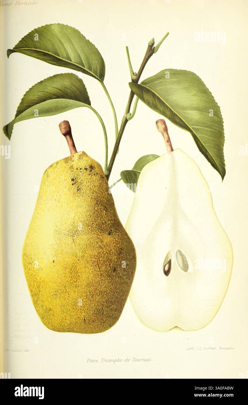 Golden yellow pear exhibits hi-res stock photography and images - Alamy