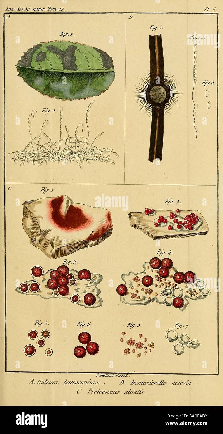 Featuring several distinct sections hi-res stock photography and images ...