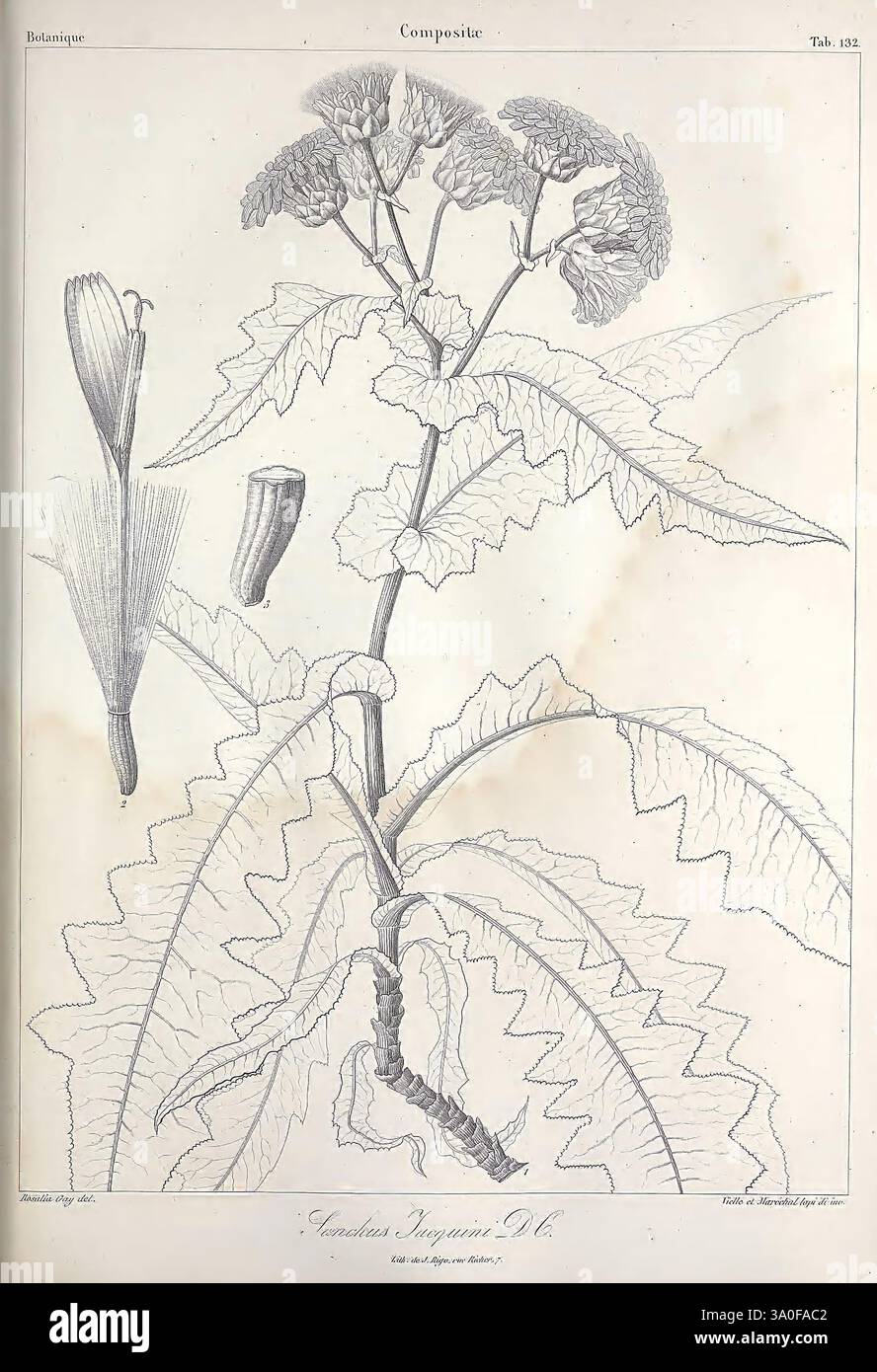 Any of several plants of the composite family hi-res stock photography ...