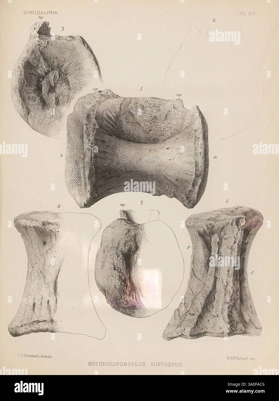 Diversity of dinosaur skeletal remains hi-res stock photography and ...