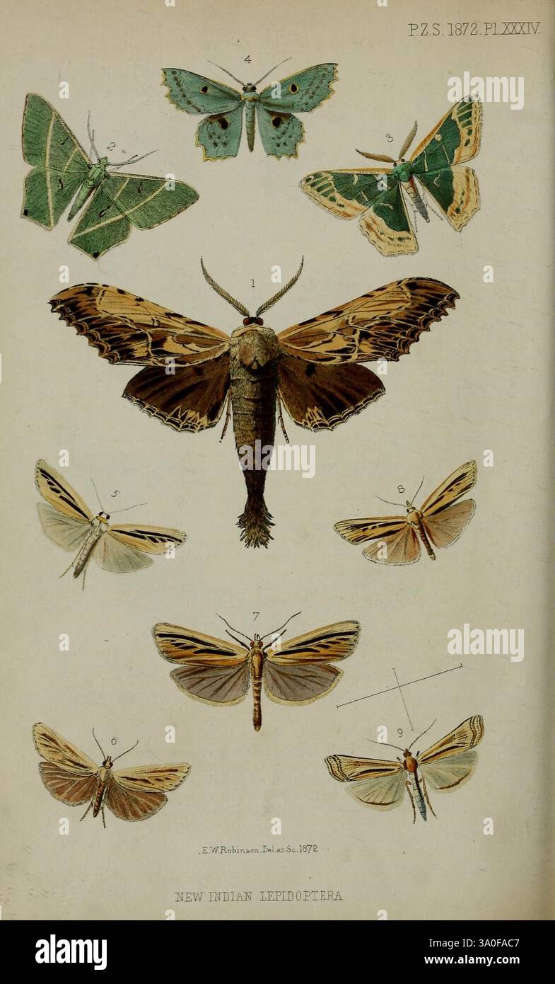 New indian lepidoptera collection hi-res stock photography and images ...