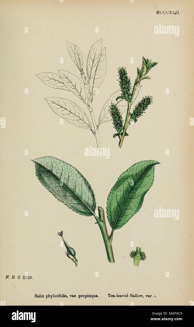 English, botany, Coloured figures of British plants, London, R ...