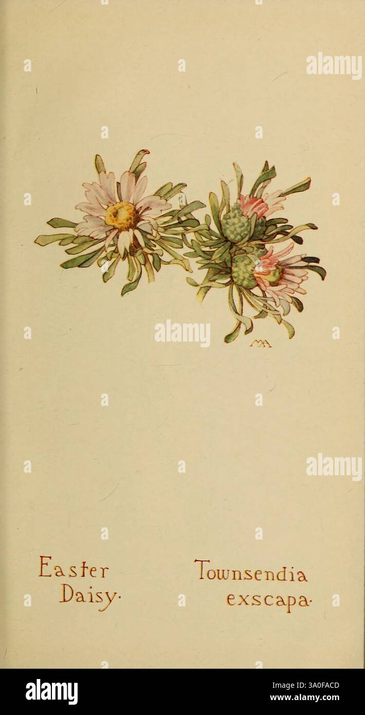 Field book of western wild flowers, New York, 1915, identification ...