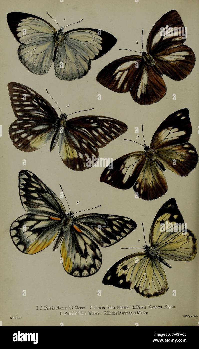 Displays two butterflies hi-res stock photography and images - Alamy