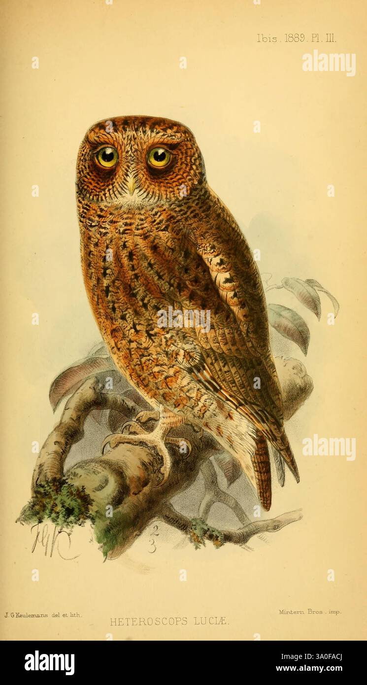 Philippine tawn owl hi-res stock photography and images - Alamy