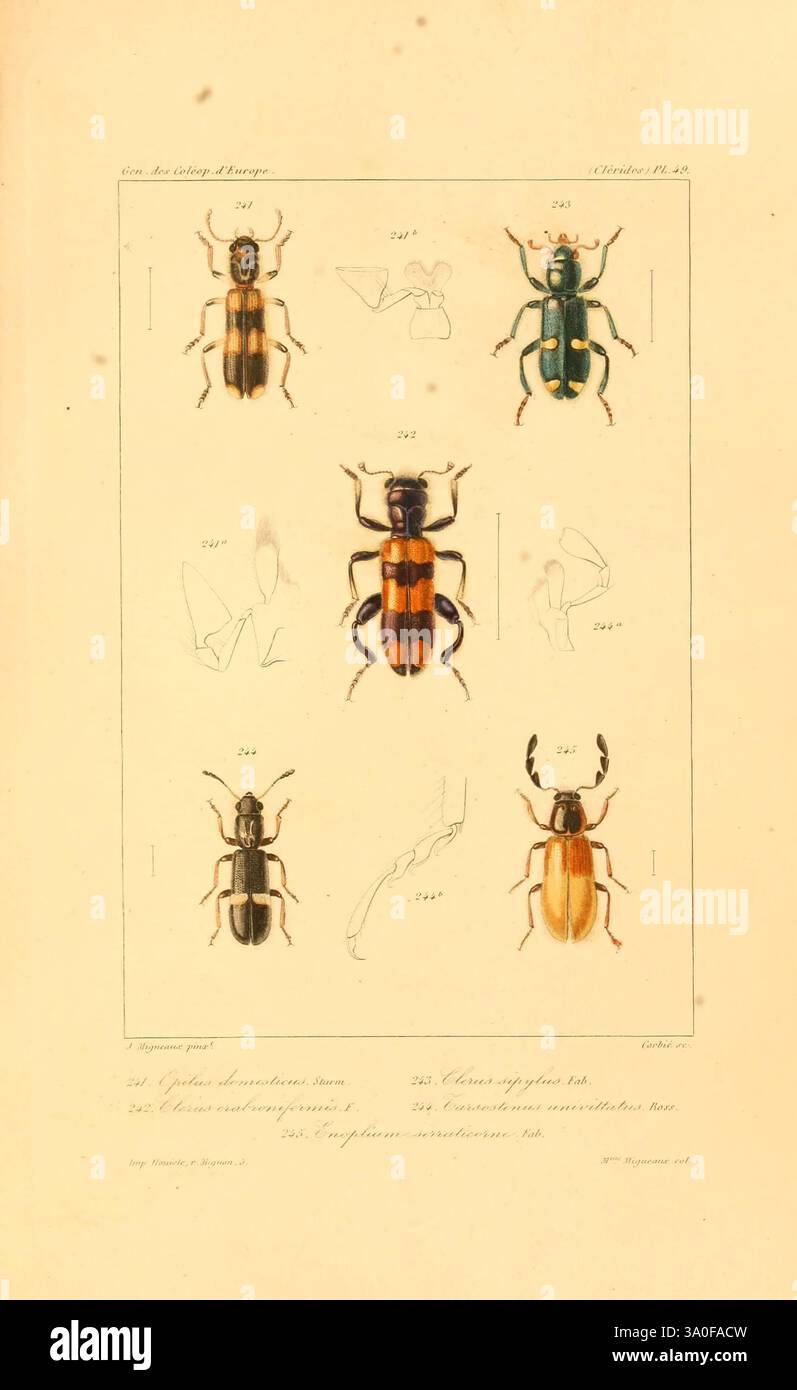 Genera des coléoptères d'Europe Paris Chez A. Deyrolle 1857-1868 ...