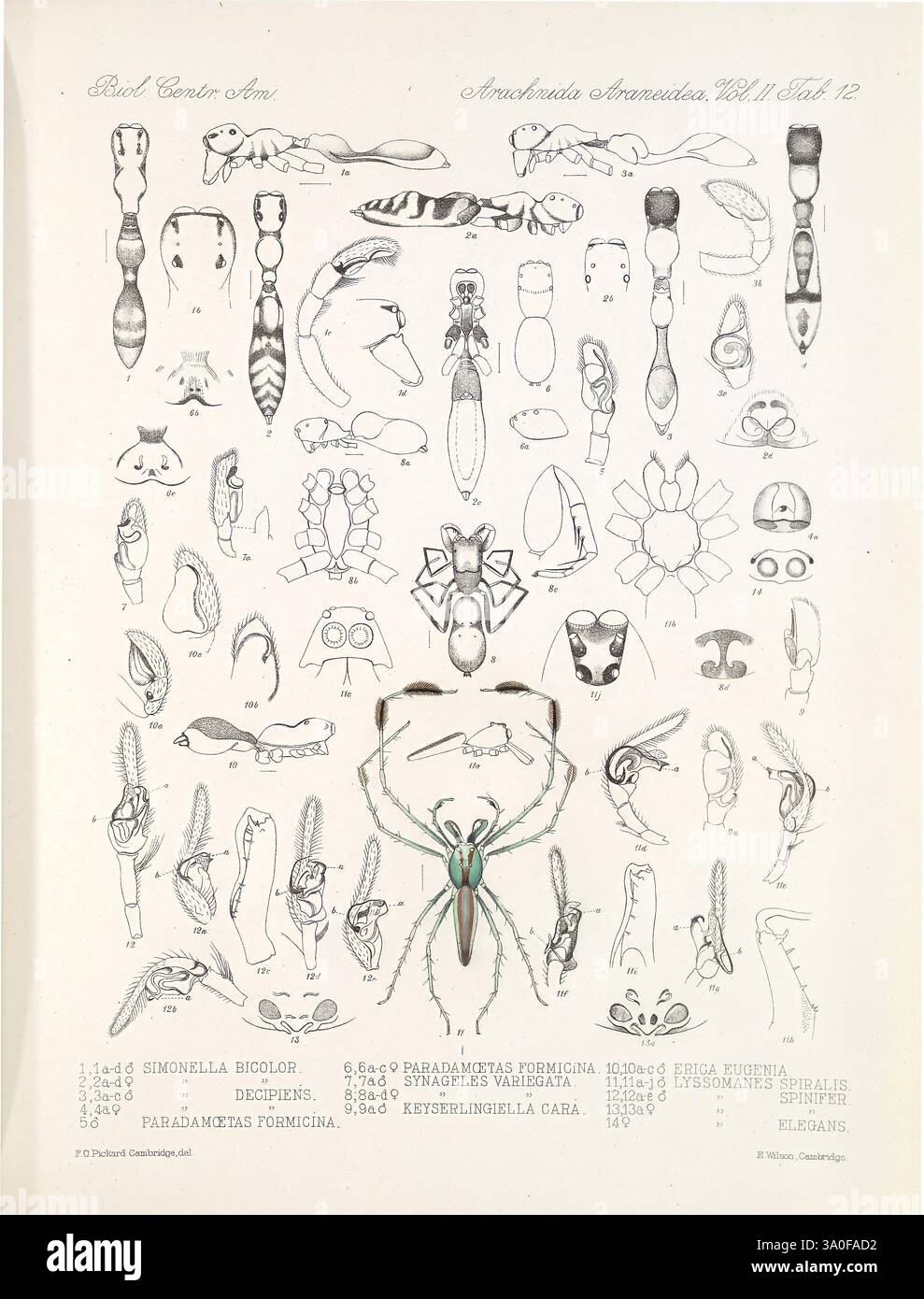 Biologia Centrali-Americana London, 1879-1915, archaeology, botany ...
