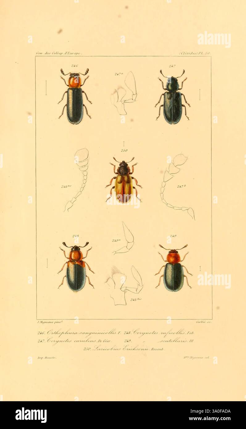 Seven detailed depictions of various beetle species hi-res stock ...