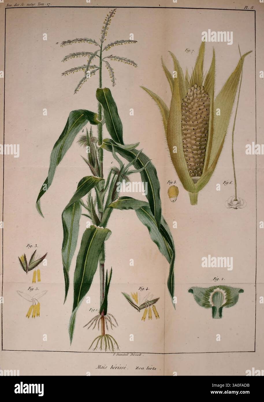 Annales des Sciences Naturelles, Paris, Crochard, science, anatomy ...