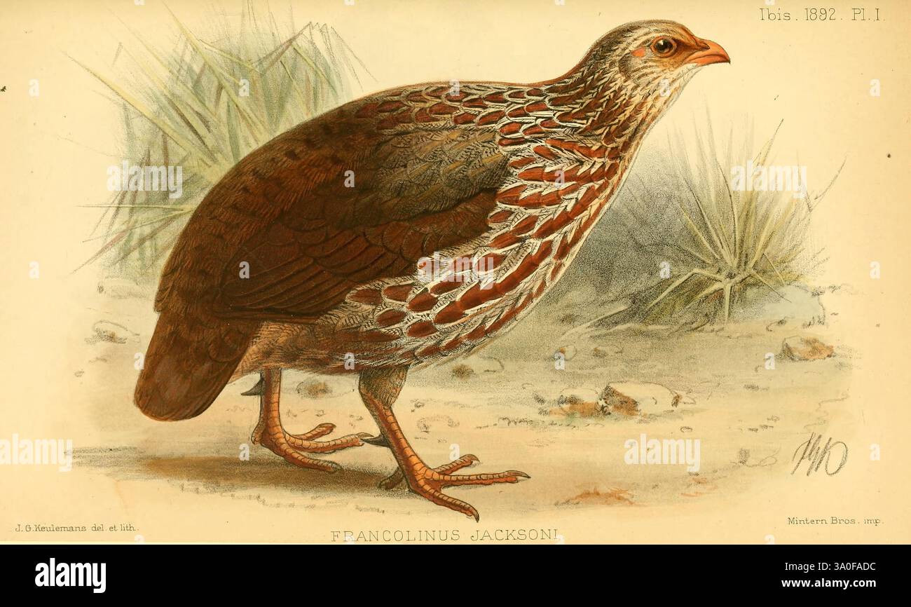 Ibis, London, Published for the British Ornithologists' Union by ...