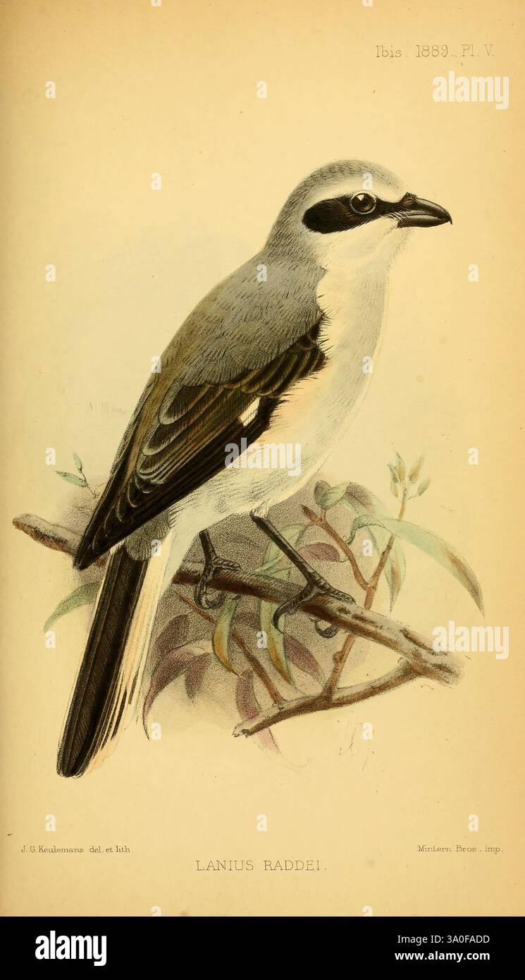 Ibis, London, Published, for the, British, Ornithologists' Union, by ...