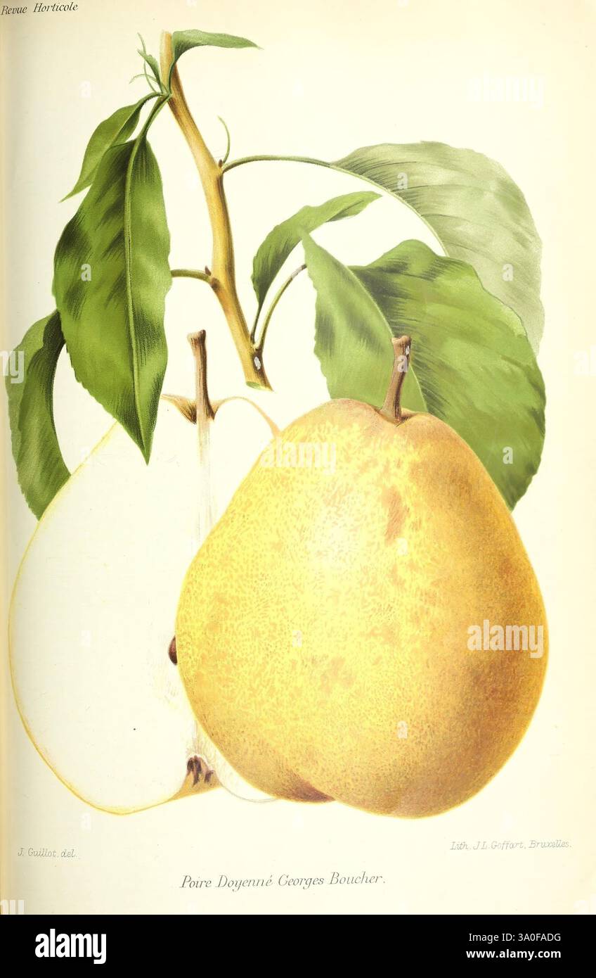 Pear partially sliced hi-res stock photography and images - Alamy