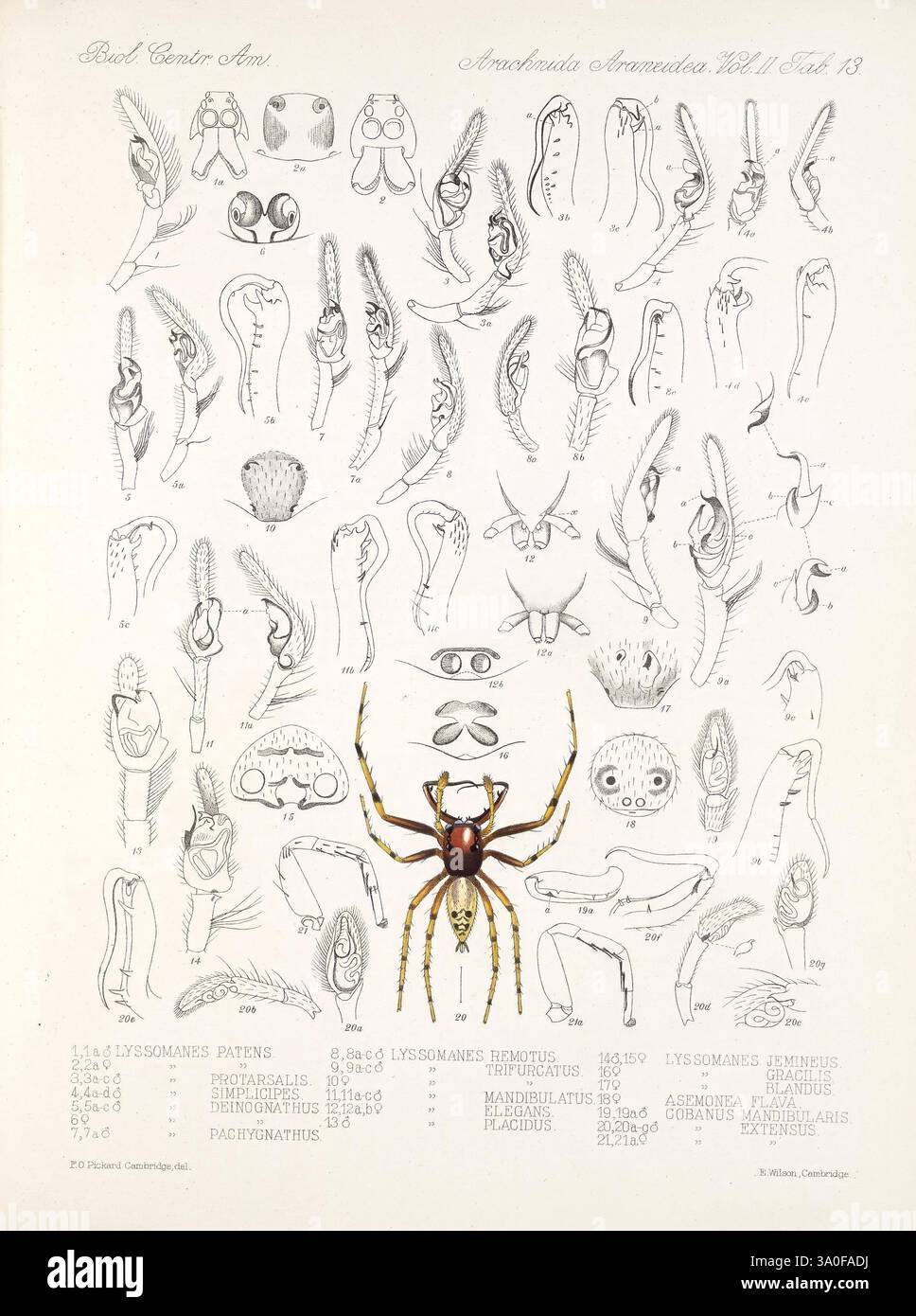 Sketches of different spider species hi-res stock photography and ...