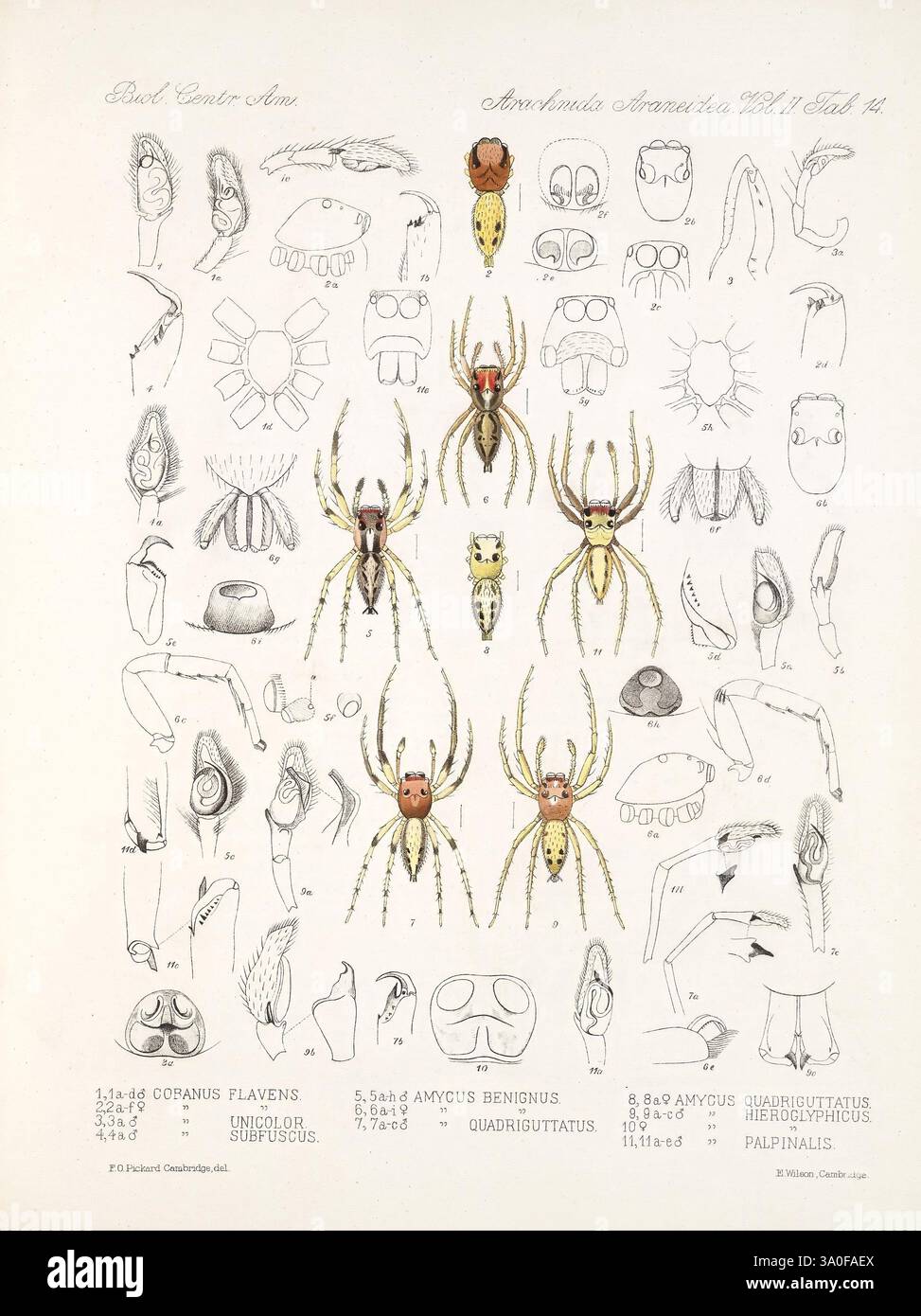 Morphology of different arachnid species hi-res stock photography and ...
