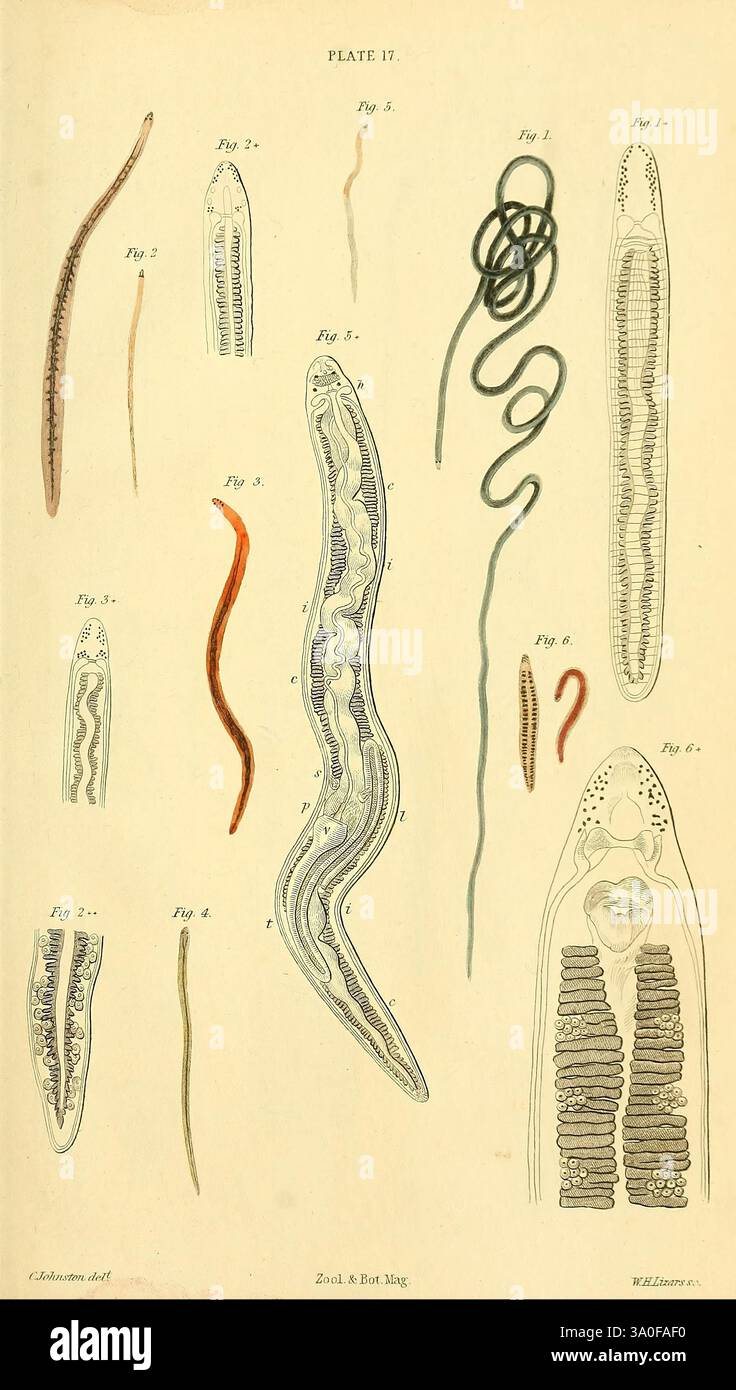 Magazine, of, zoology, and, botany, Edinburgh, Dublin, botany, natural ...