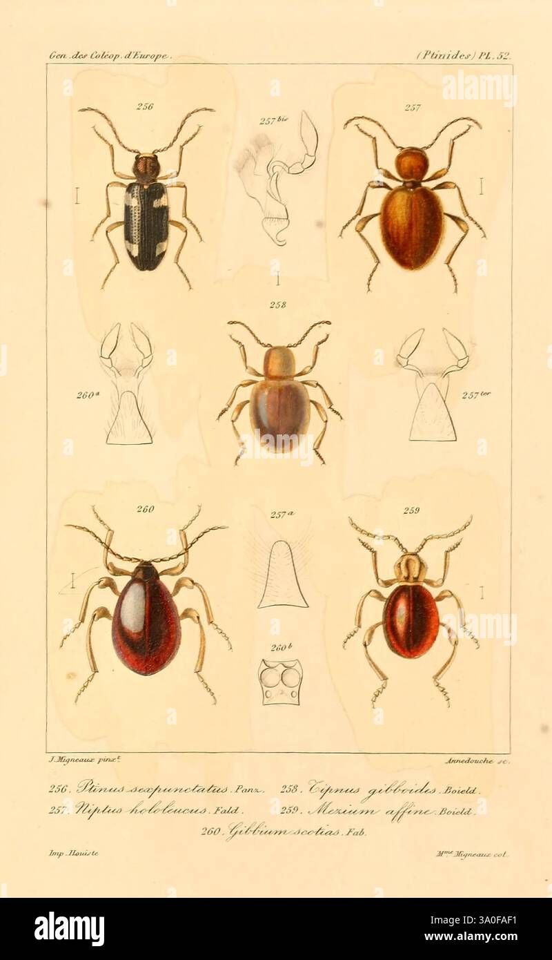 Illustration features detailed depictions of various beetle spec hi-res ...