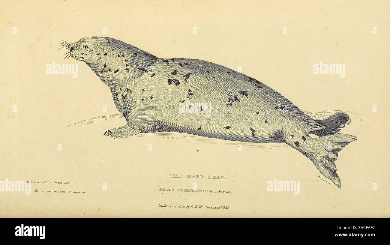 The class Mammalia, London, Printed for Geo. B. Whittaker, 1827, mammals, harp seal, saddleback ...