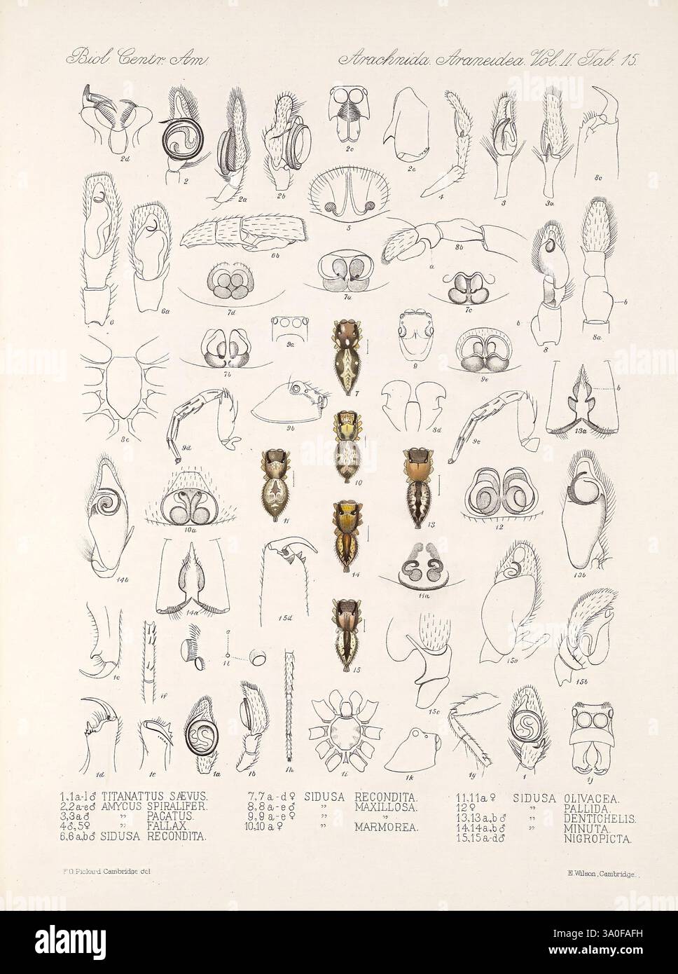 Various anatomical structures of insects hi-res stock photography and ...