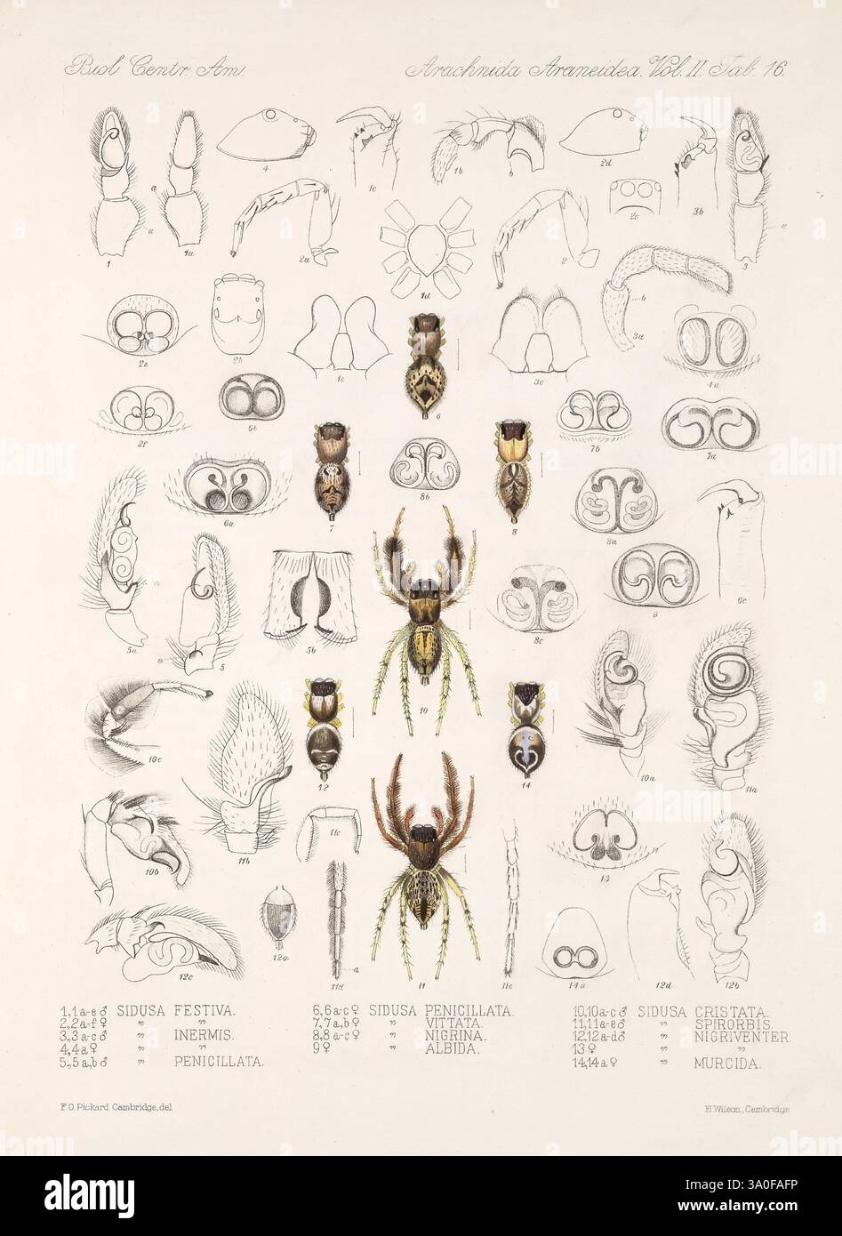 Spiders physical characteristics hi-res stock photography and images ...